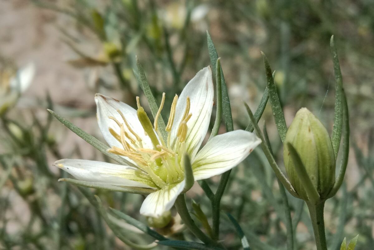 12 Garden Plants That May Soon Become Illegal In New Mexico