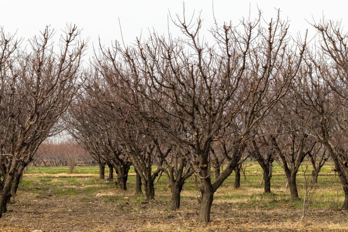 Georgia Fruit Trees Face December Frost Damage, Here's What Homeowners ...