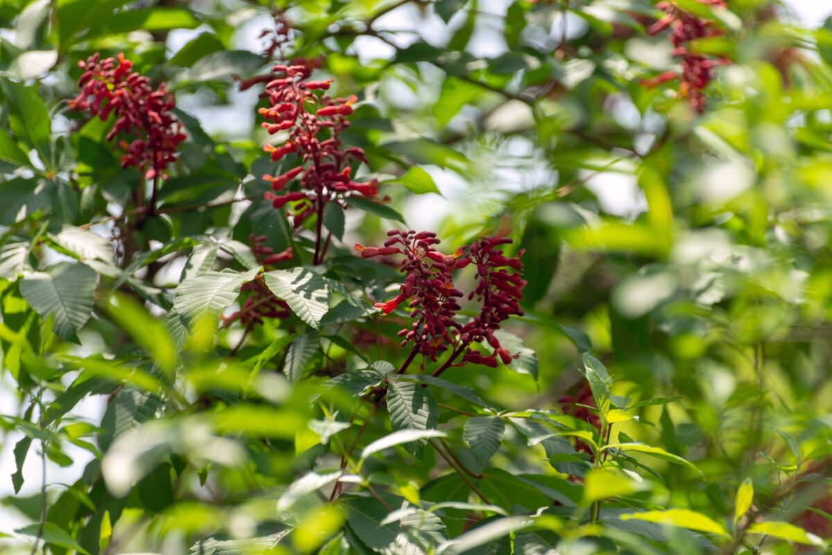 Hardy Shrub In Illinois That Lights Up Yards With Red Blooms
