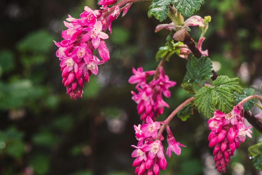 Hardy Shrub That Brightens Washington Gardens With Pink Blooms