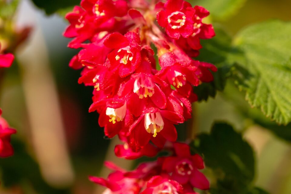 Hardy Shrub That Bursts Into Red Blooms Across Oregon