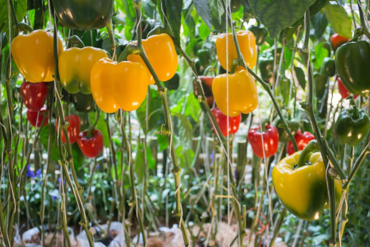 How Florida Gardeners Keep Peppers Thriving During Mild Winter Weather