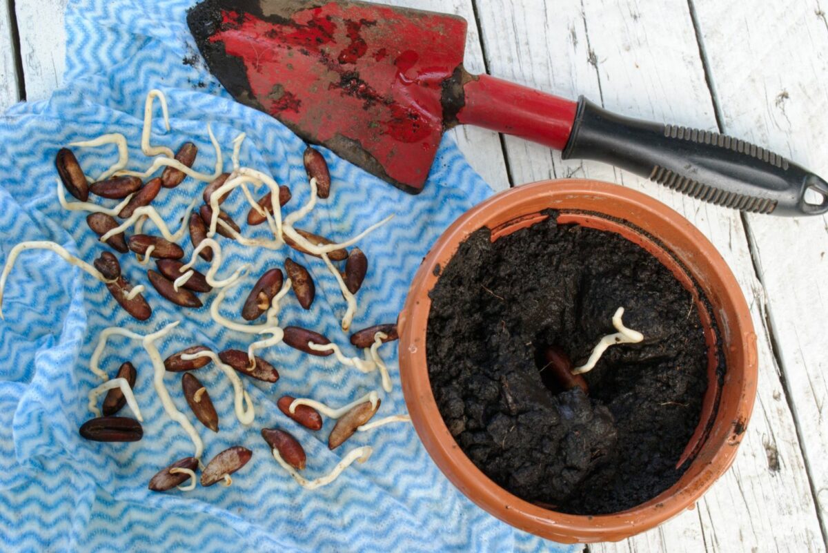 How I Grow Date Plants At Home In A Simple Unique Way