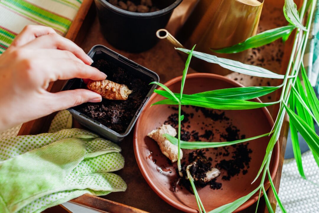 How I Grow Fresh Ginger In A Pot All Winter Long