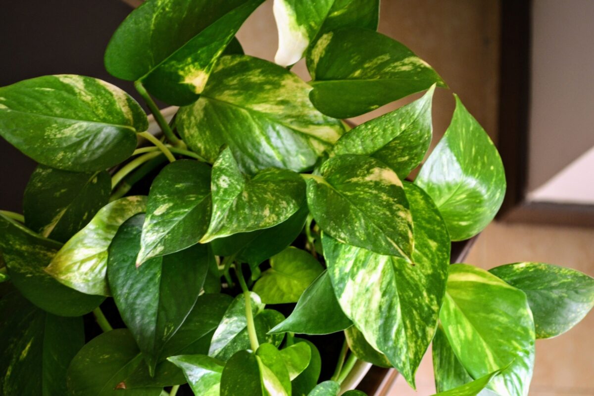 Keep Your Pothos Thriving This Winter In Florida With These 8 Simple Tips