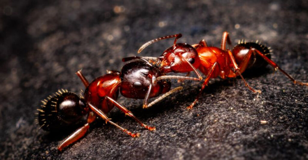 North Carolina Faces A Surge Of Fire Ant Activity Despite The Deep Chill