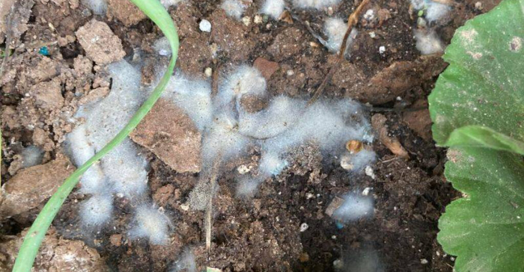 Oregon Garden Centers Are Seeing A Surge In Winter Soil Mold – Here’s ...