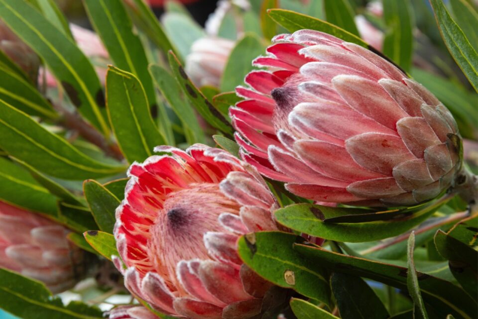 Plant These Colorful Proteas And Bring Warm Color To California Winters