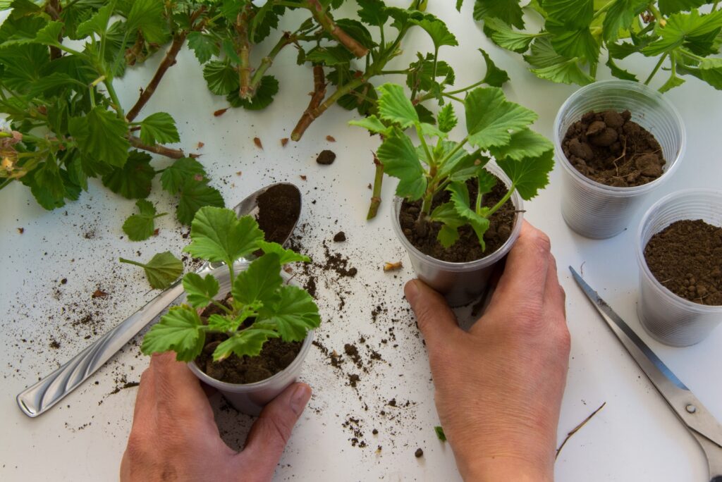 Take Cuttings From These 5 Plants Before Winter For Fresh Spring Starts