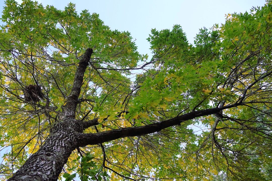 That Nest in Your Colorado Tree Might Be Something Else Entirely