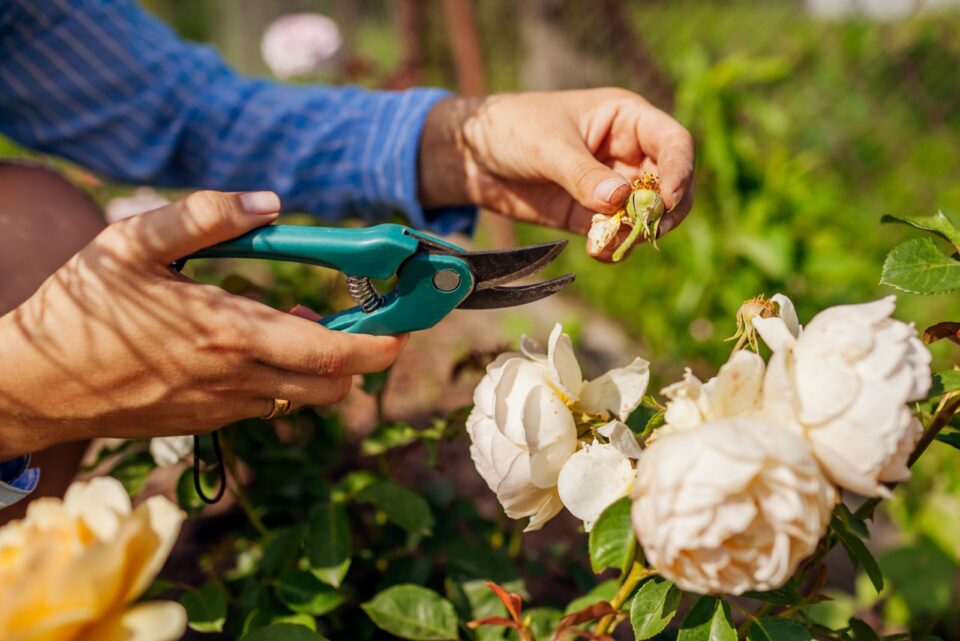 The Deadheading Hack Missouri Gardeners Use To Keep Flowers Blooming ...
