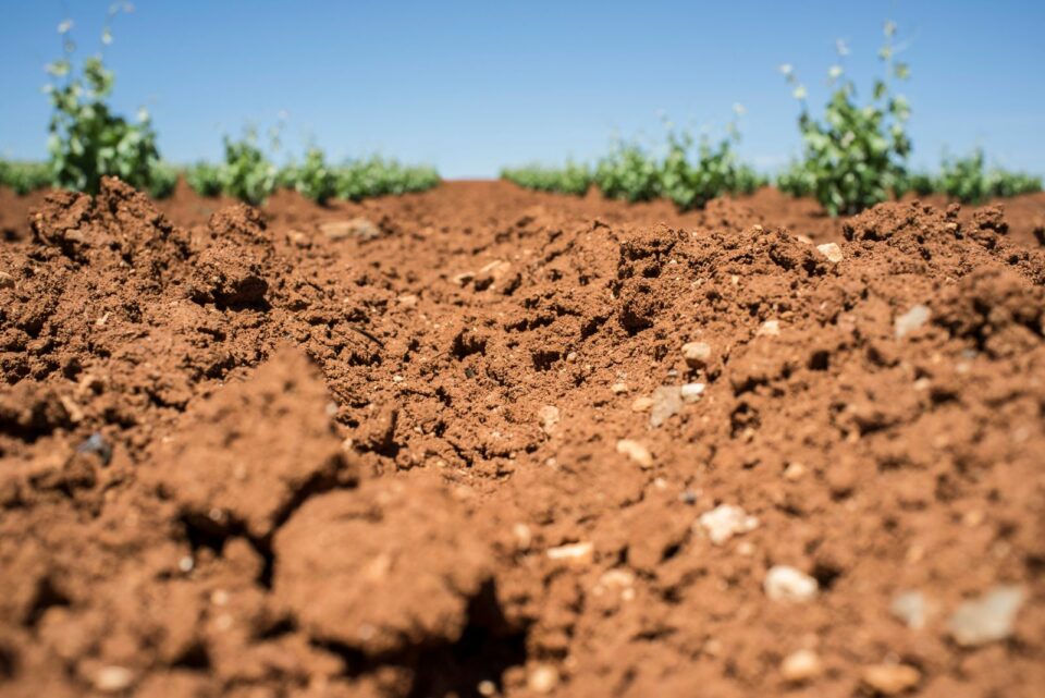 The Fertilizer That Helps Loosen Chunky Clay Soil In Georgia