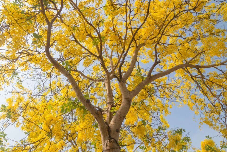 The Louisiana Tree That Turns Into A Favorite Stop For Pollinators In Fall