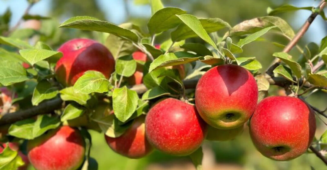 The Mini-Orchard Trend Transforming Ohio Backyards This Year