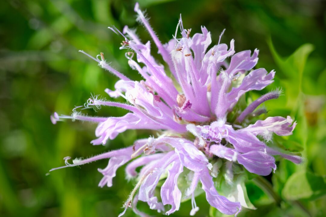 The Native Plant That’s Making Bees Buzz Around Washington This Season