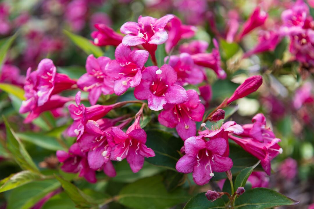 The Pink-Blooming Hardy Shrub Michigan Gardeners Can’t Stop Talking About