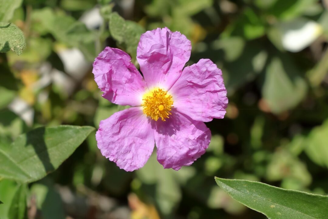 The Pink Blooming Shrub Bringing Color To California Landscapes
