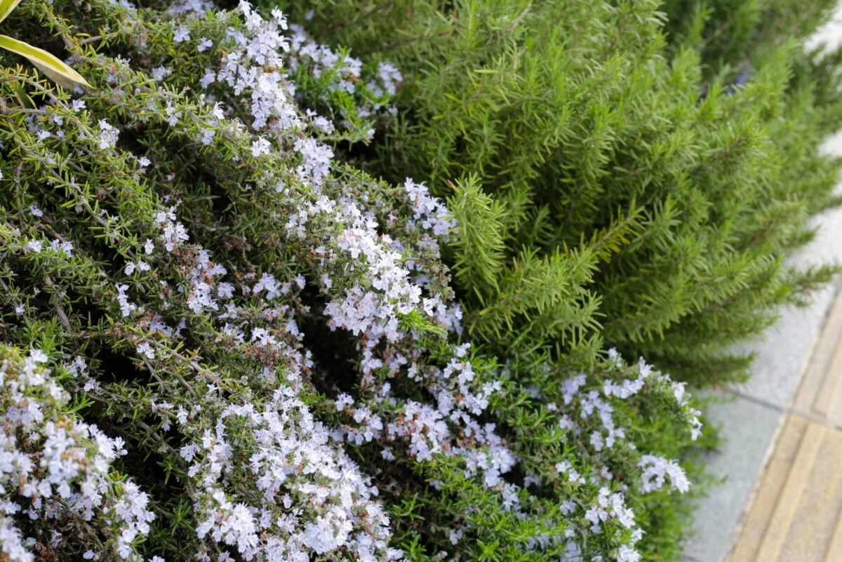 The Secret Benefits Of Rosemary And Why Florida Homeowners Plant It By ...