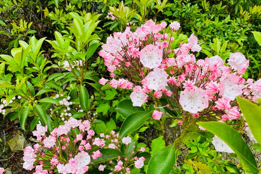 The Shrub That Steals The Spotlight In Virginia With Stunning Pink Flowers