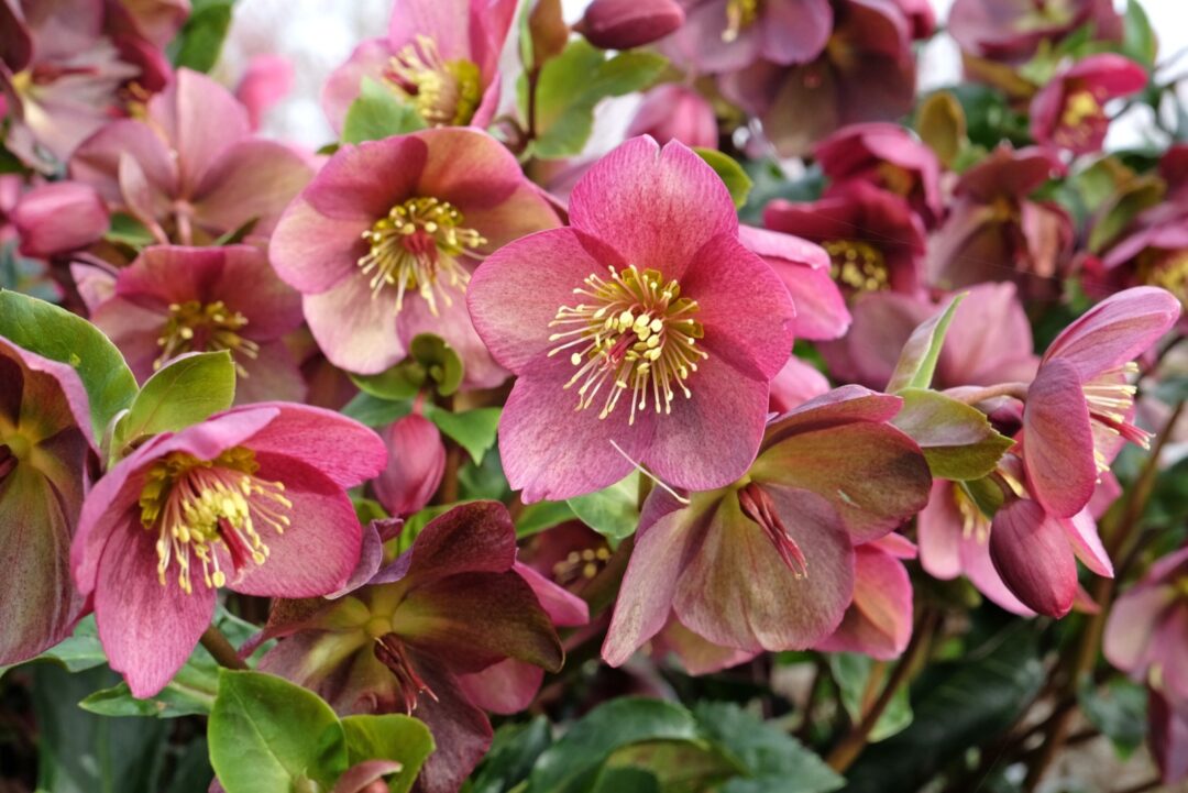 The Simple Secret That Gets Hellebores Blooming Earlier In Pennsylvania