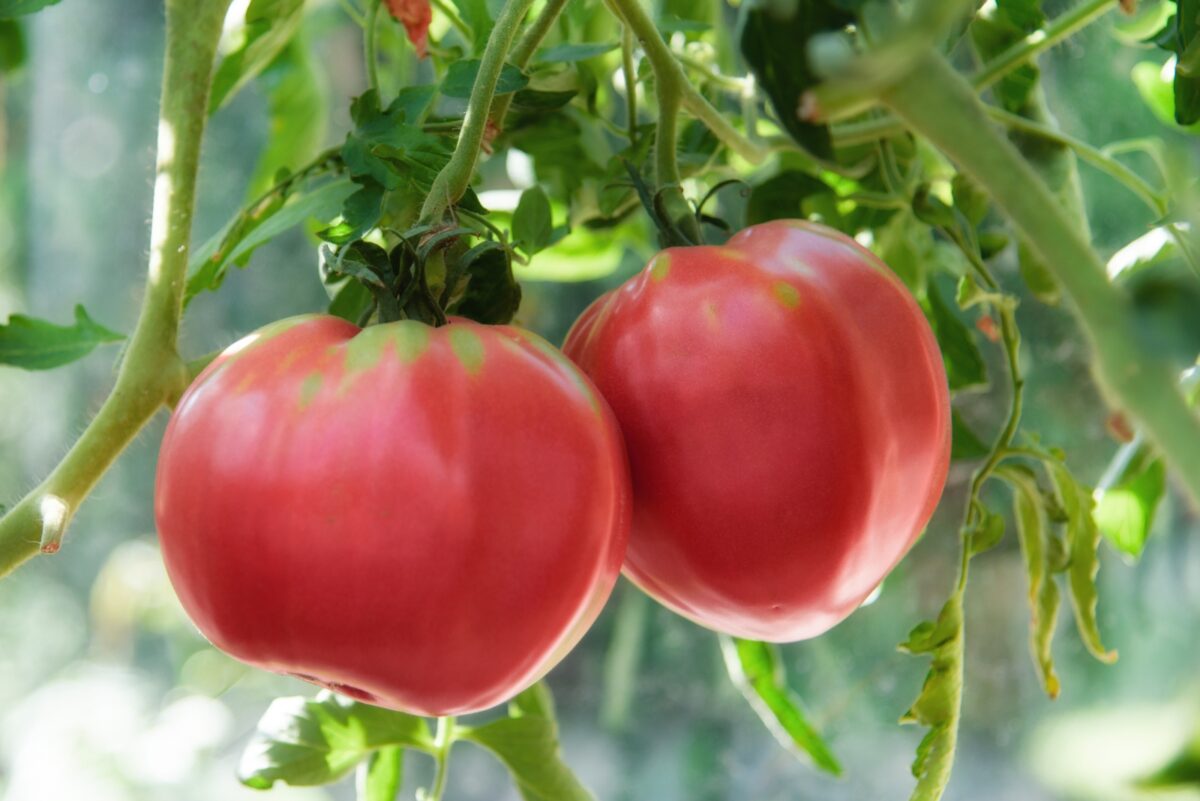 The Simple Tomato Move California Gardeners Use For A Spring Jump