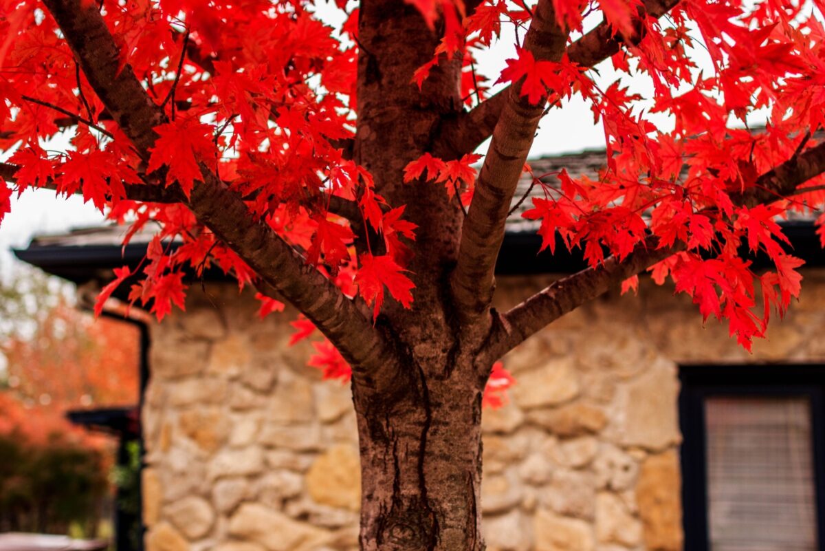 The Striking Decorative Tree Redefining Curb Appeal In Nebraska