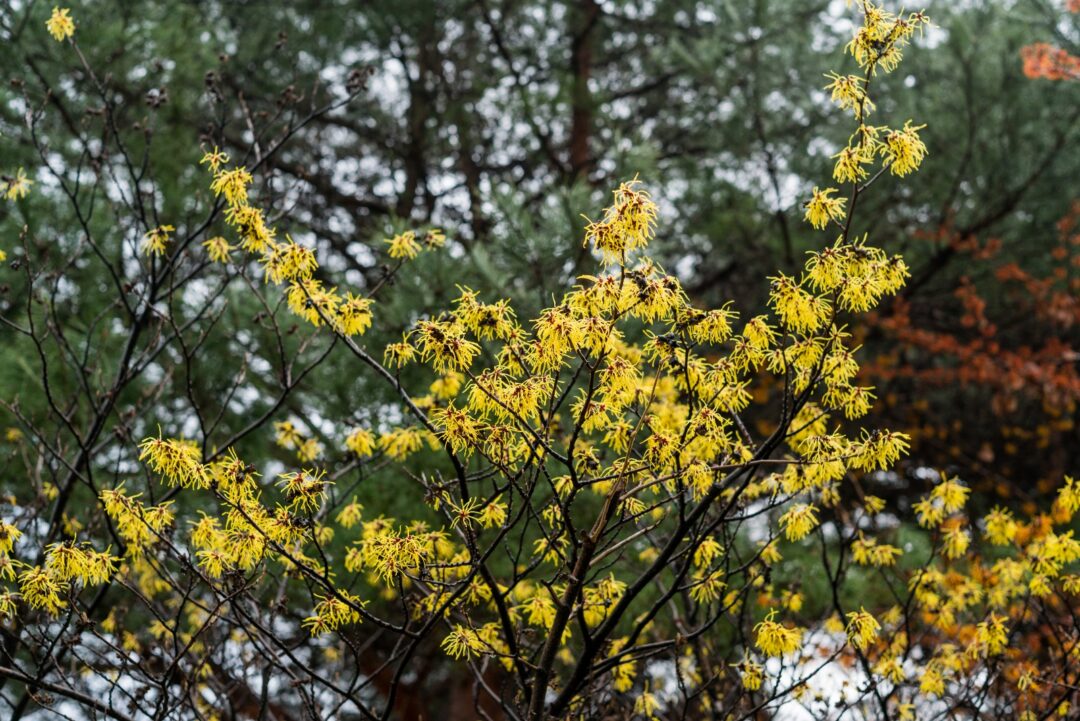 The Tree That Makes Oregon Gardens Buzz With Pollinators Every Fall