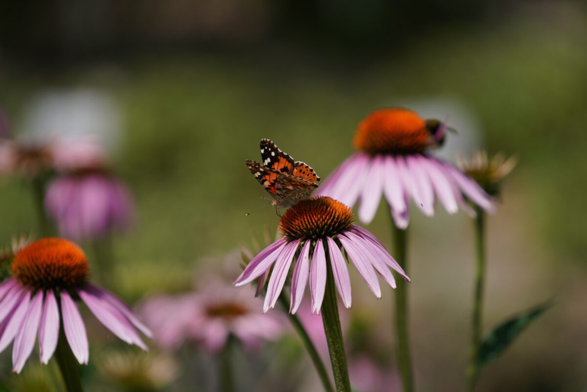 This Native Plant Is The Secret To A Butterfly-Filled Garden In Michigan