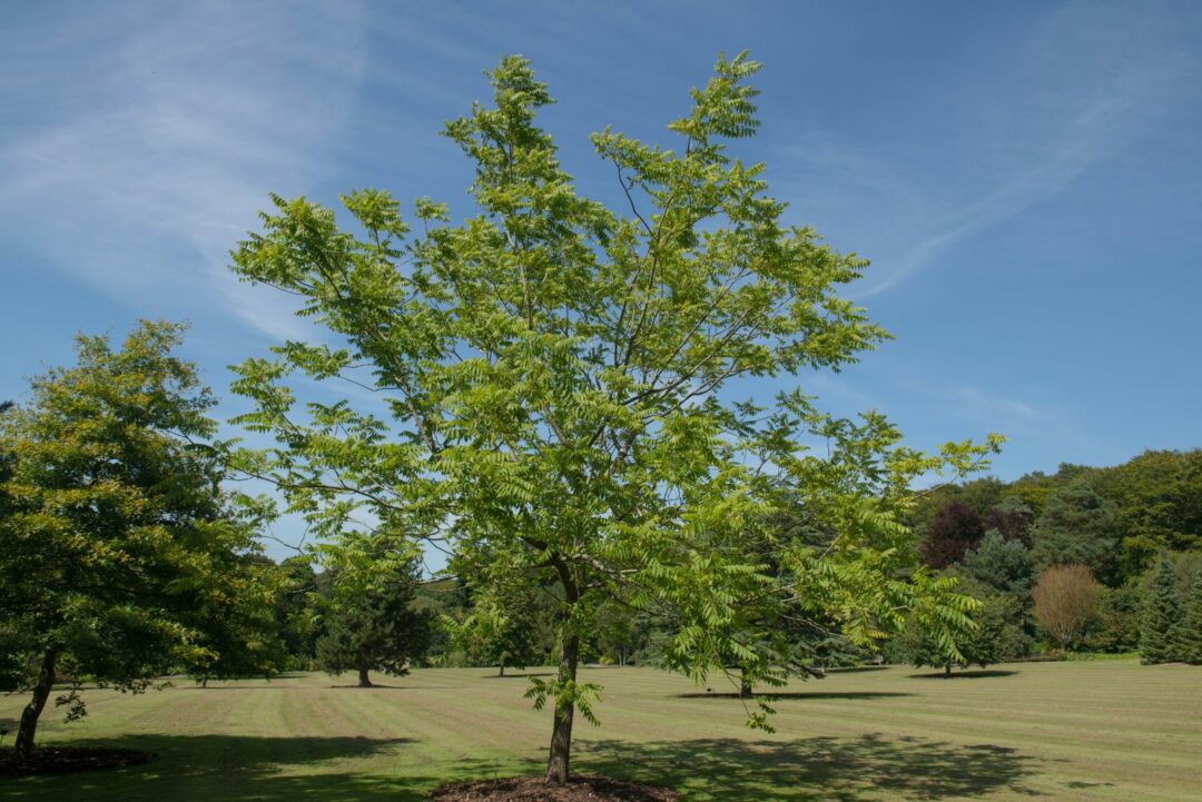 7 Toxic Trees That Bring Trouble To Virginia Yards