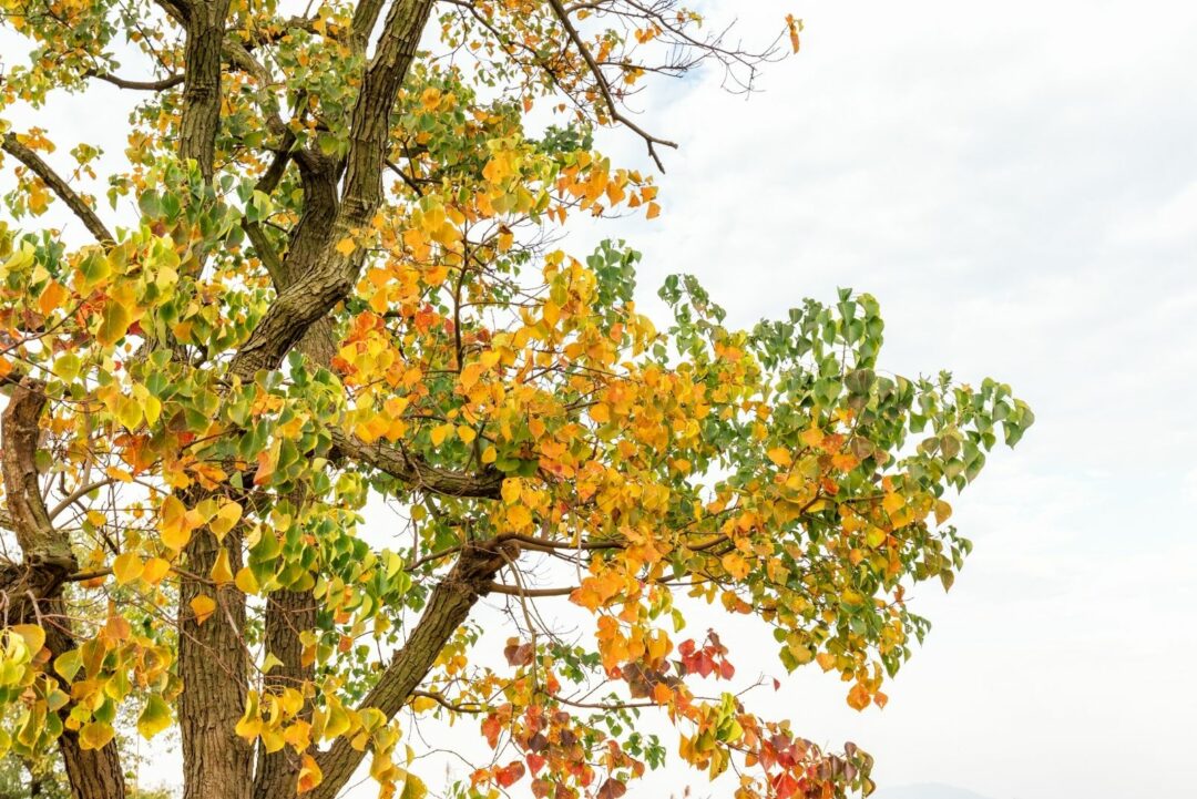 Trees In Texas That Could Get You Fined If You Don't Remove Them