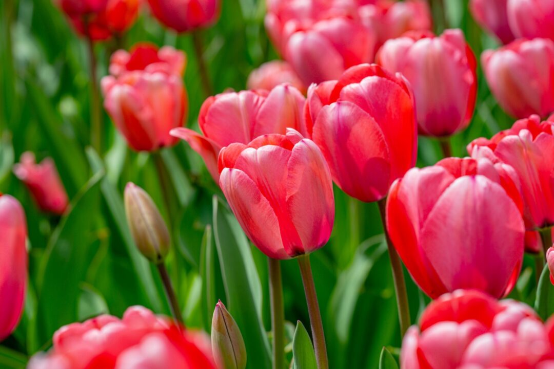 We Finally Found Out If Tulips Come Back Or Bloom Just Once
