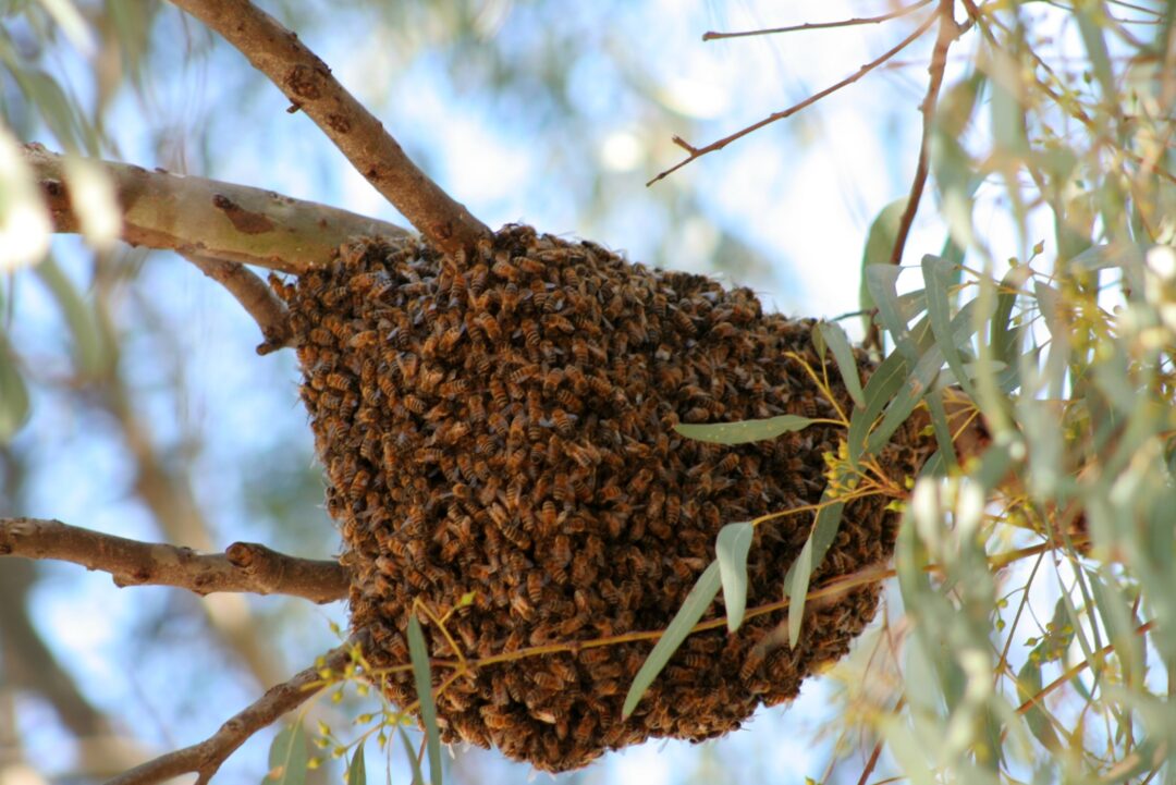 What Appears To Be A Nest In Your Texas Tree Could Actually Be ...