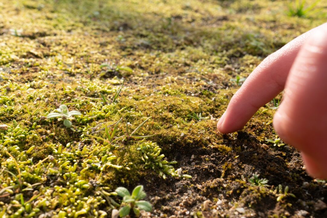 What It Means When Moss Shows Up Early In Seattle Gardens