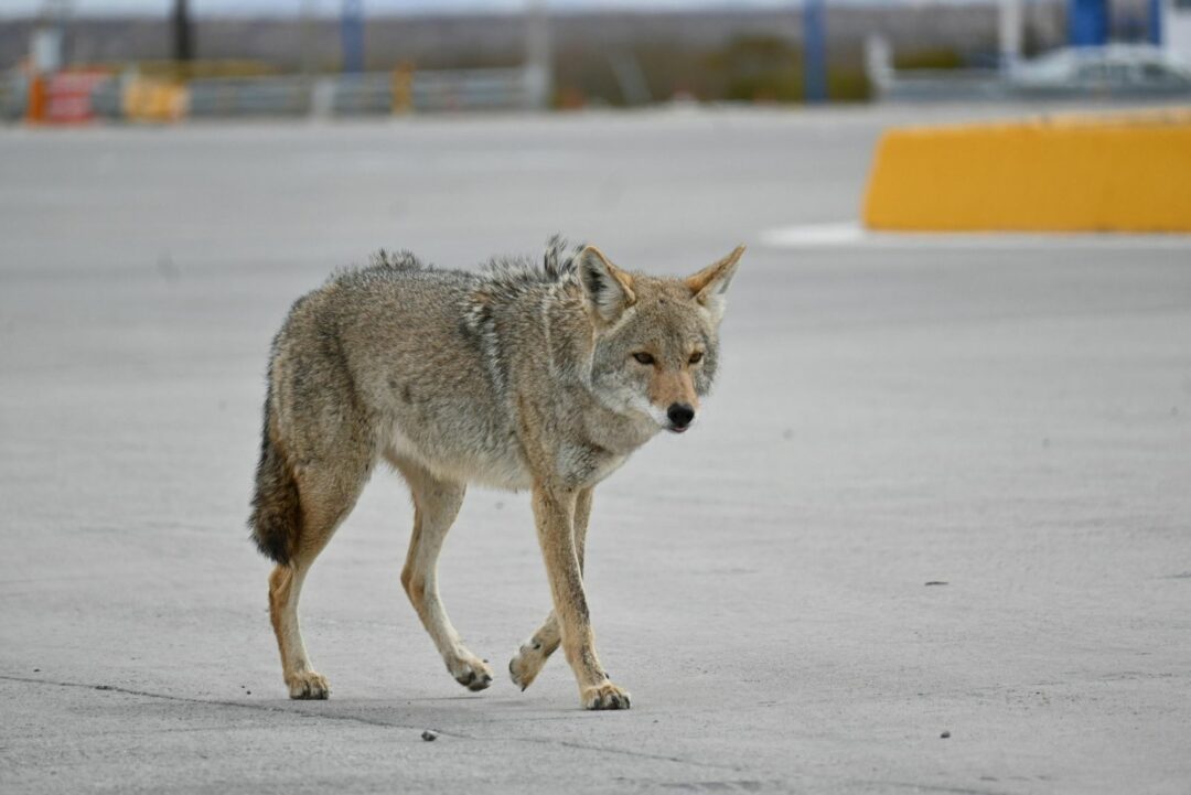 What To Do If A Coyote Shows Up In Your Nebraska Yard (And 3 Things You ...