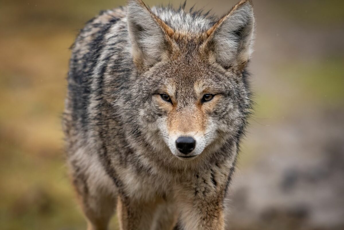 What To Do If A Coyote Shows Up In Your North Dakota Yard (And 3 Things ...