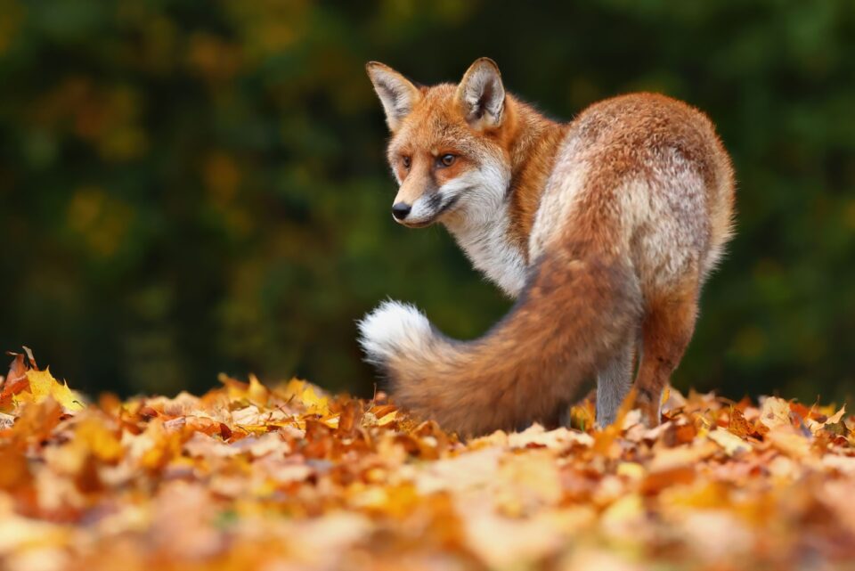 What To Do If A Fox Wanders Into Your Virginia Yard This Fall