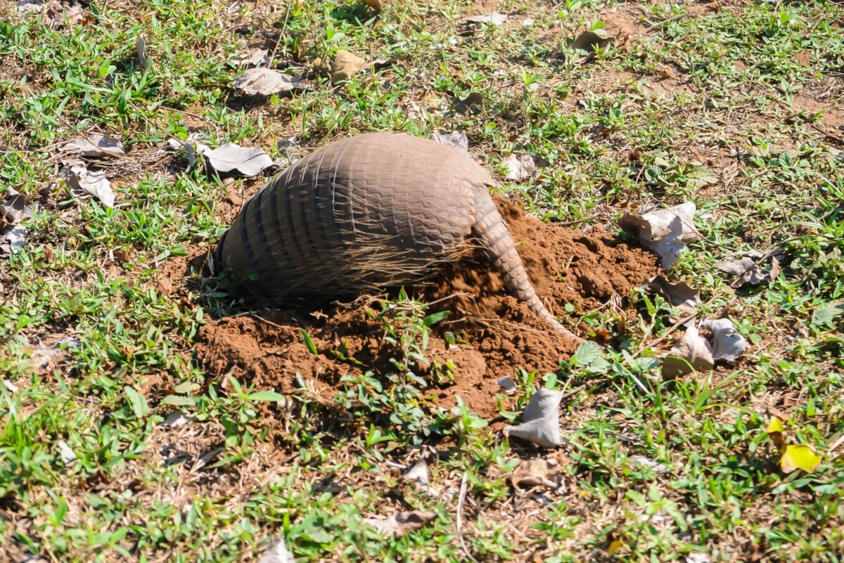 What To Do When An Armadillo Is Digging Holes In Your Florida Yard
