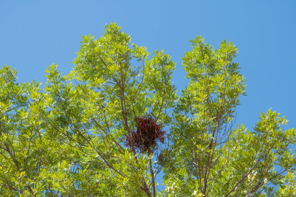 What’s Behind That Leafy Mass In Your Michigan Tree If It’s Not A Bird Nest