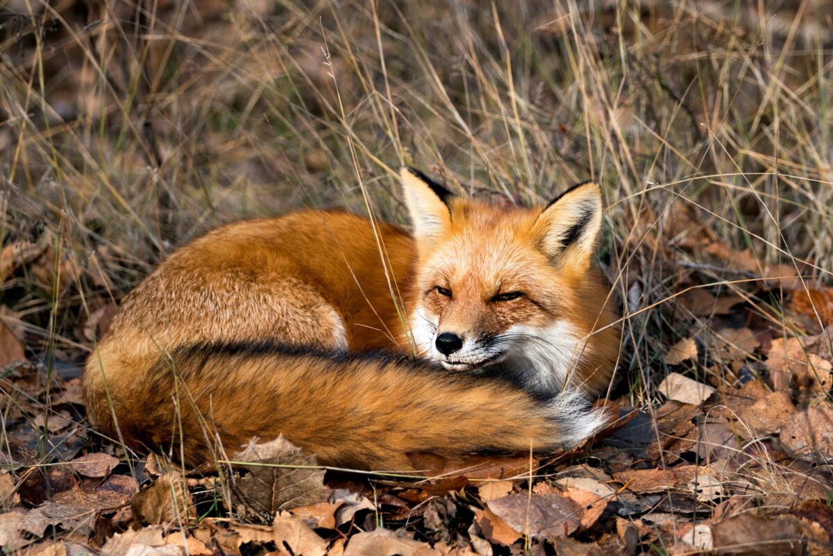When Idaho Residents Should Expect More Foxes Moving Through Their Yards