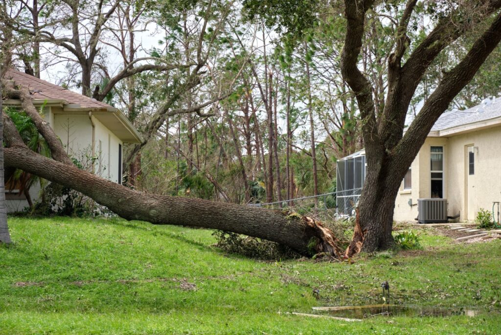 Who Holds Responsibility If A Neighbor's Tree Ends Up On Your Georgia ...