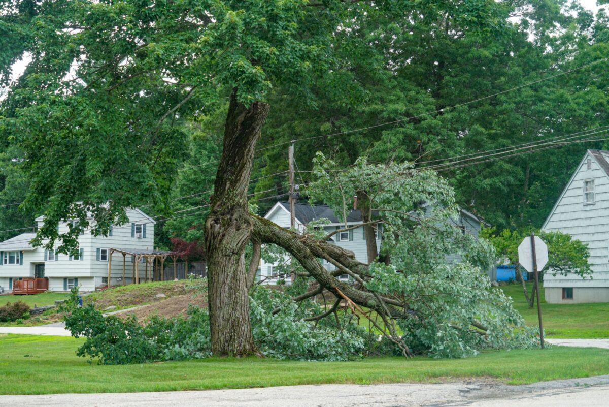 Who Is Accountable When A Neighbor's Tree Falls Into Your Yard In ...