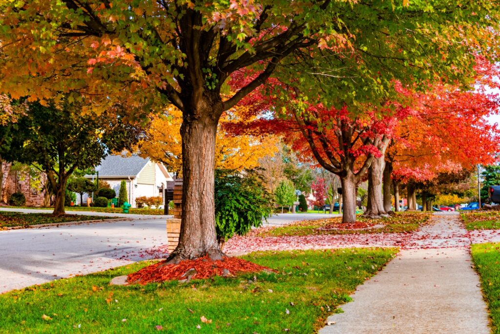 Who Is Responsible For Leaves From A Neighbor's Tree In Massachusetts