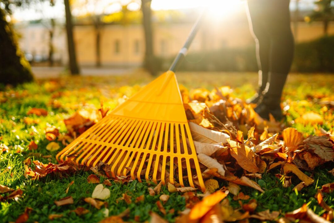 Who Is Responsible When Neighbor Tree Leaves Fall Into Your Kansas Yard