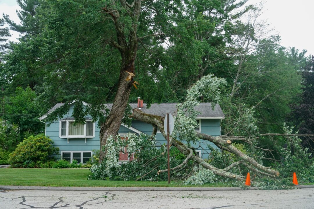 Who Takes Responsibility When A Neighbors Tree Falls Into Your Yard In ...