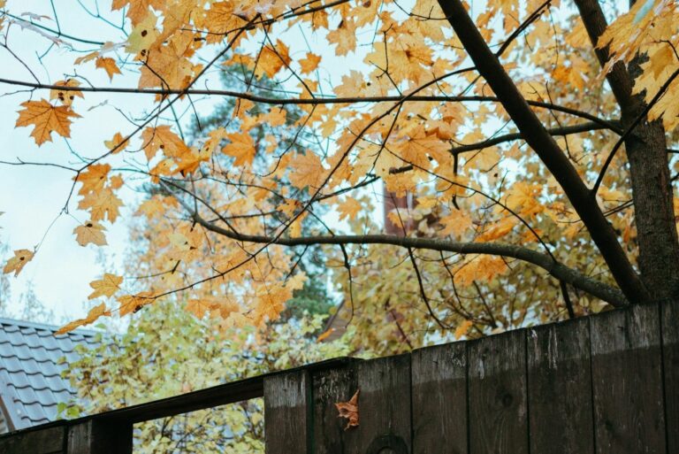 Who's Responsible For Leaves That Blow Over From A Neighbor's Tree In ...