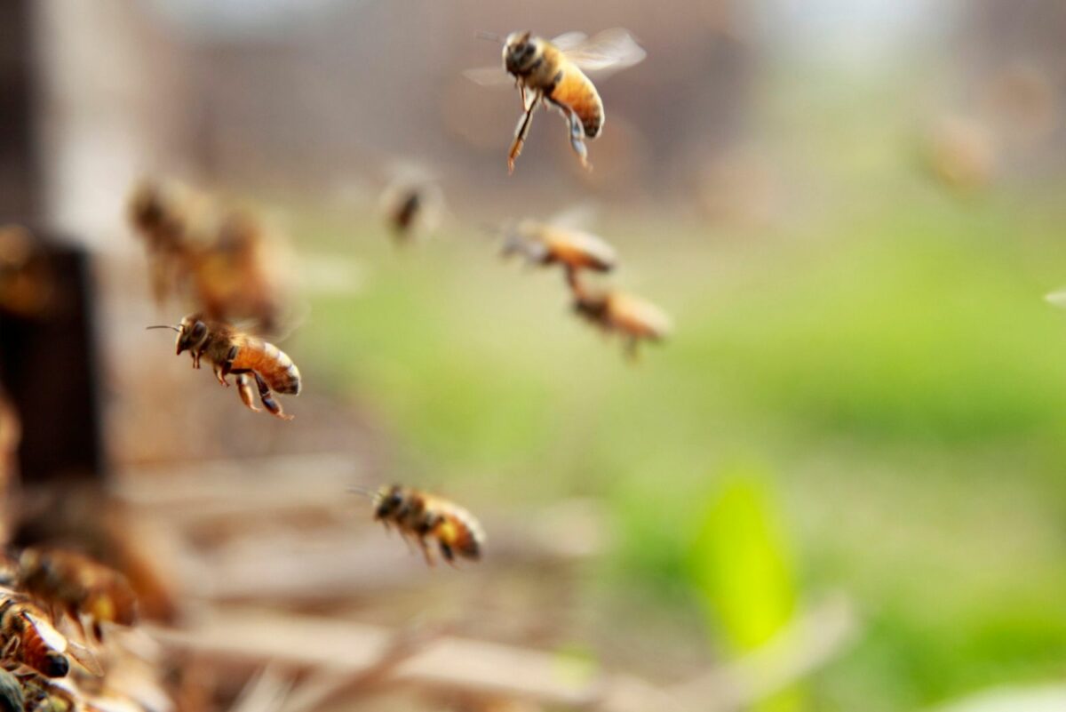 Why Bees Are Disappearing In Arizona (And What Gardeners Can Do)