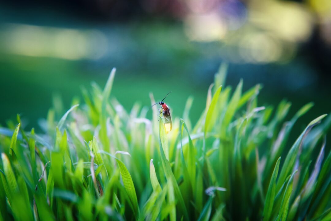 Why Fireflies Are Slowly Vanishing From Nebraska