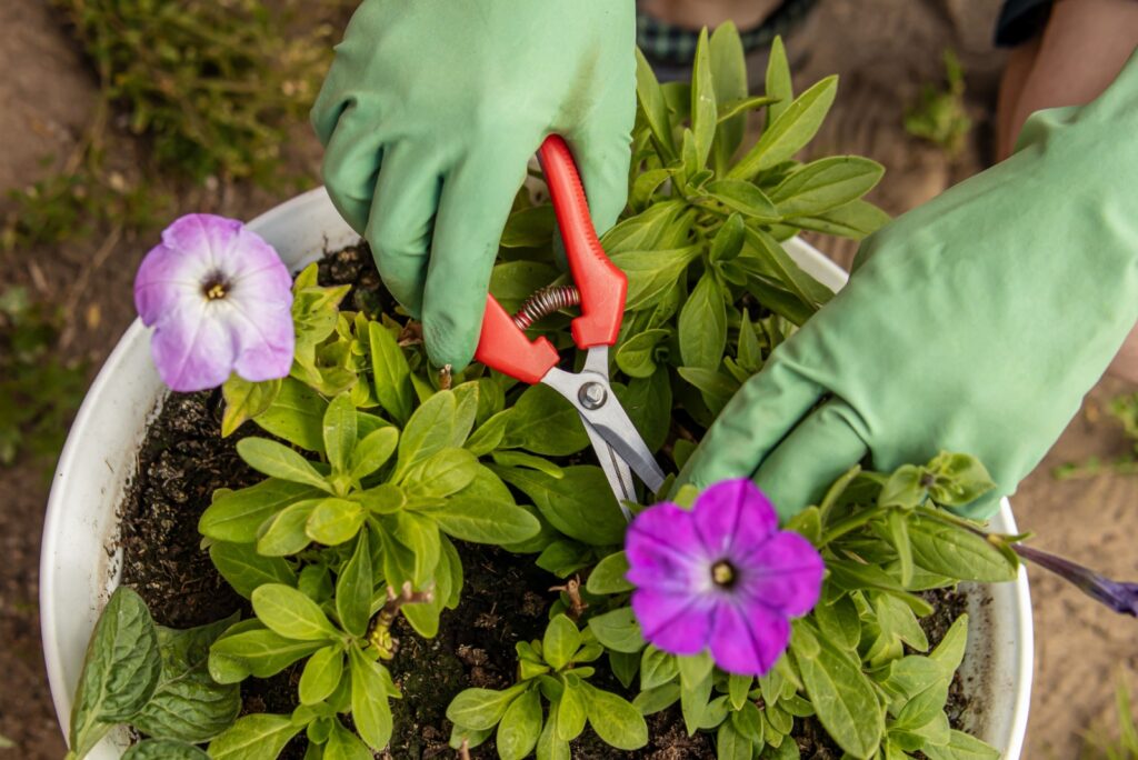 Why Kentucky Gardeners Pinch Their Flowers Before December
