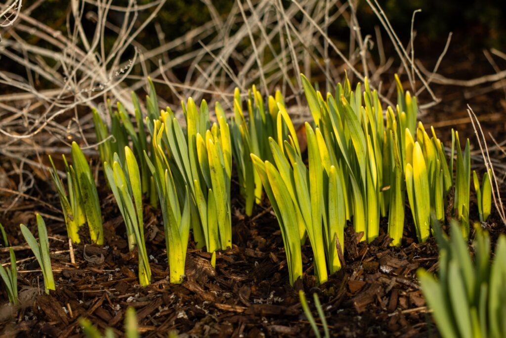 Why Michigan Gardeners Mulch Their Bulbs Long Before Others Do