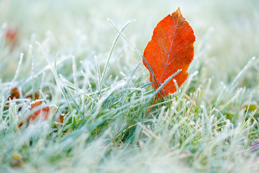 Why Michigan’s First Frost Signals The Moment For Your Final Lawn Cut